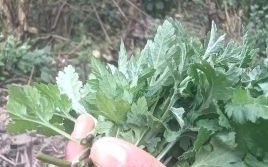 野茼蒿图片_野茼蒿长什么样