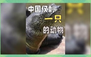 中国仅剩一只的动物_它还能活多久