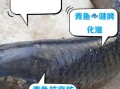 青川鱼的营养价值及功效_青川鱼适合什么人吃