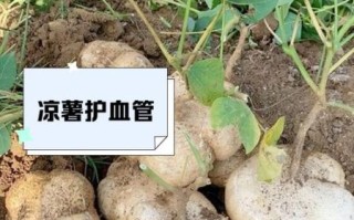 白地瓜的功效与作用及禁忌_白地瓜什么人不能吃