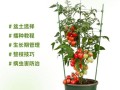 番茄怎么种_番茄多久能结果