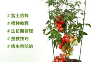 番茄怎么种_番茄多久能结果