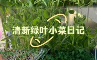 豌豆苗图片_豌豆苗怎么种