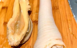 象拔蚌是什么_象拔蚌为什么叫象拔蚌