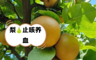 女人吃梨的好处_梨对女性的功效与作用