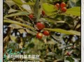 香叶树长什么样_香叶树图片及特征