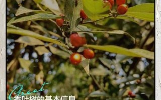 香叶树长什么样_香叶树图片及特征