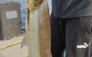 野生翘嘴鱼多少钱一斤_野生翘嘴鱼价格行情