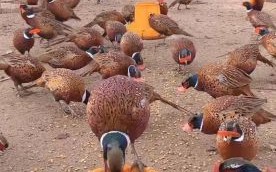 野山鸡养殖技术视频_野山鸡怎么养