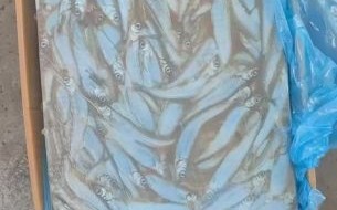 多春鱼产地哪里最好_多春鱼产地分布