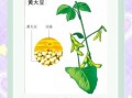 黄豆的营养价值_黄豆一天吃多少克合适