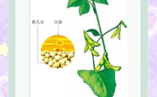 黄豆的营养价值_黄豆一天吃多少克合适
