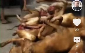 玉林狗肉节视频_玉林狗肉节争议