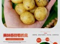 土豆批发价格哪里便宜_土豆批发进货渠道有哪些