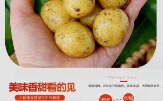 土豆批发价格哪里便宜_土豆批发进货渠道有哪些