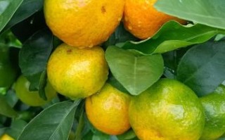 秋天吃什么水果好_秋季水果有哪些品种