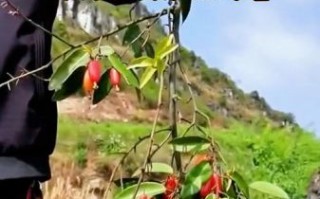 野生羊奶果长什么样_野生羊奶果可以吃吗