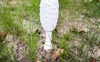 鸡腿菇长什么样_鸡腿菇图片特征