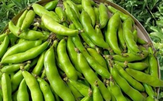 蚕豆图片怎么拍_蚕豆图片高清素材哪里找