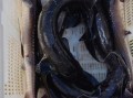 野生鲟鱼多少钱一斤_野生鲟鱼价格行情