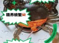 螃蟹吃什么食物好养活_家养螃蟹饲料推荐