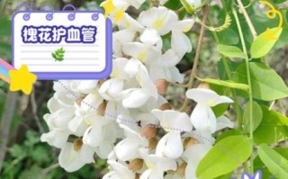 槐树花能吃吗_槐树花有毒吗