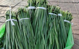 韭菜图片大图_韭菜高清图鉴