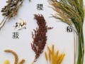 菽是指什么作物_菽的别名有哪些