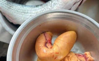 乌鱼产子真的会失明吗_乌鱼繁殖期眼睛变化真相