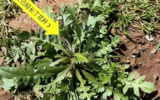 荠菜图片怎么识别_荠菜和蒲公英区别