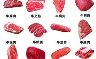 一头牛有多少牛腱子肉_牛腱子肉部位分布