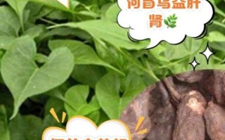 何首乌泡酒禁忌_何首乌泡酒有哪些副作用