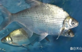 武昌鱼图片大全_武昌鱼长什么样