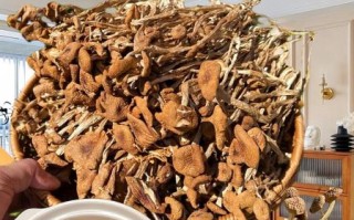 干茶树菇怎么泡发_干茶树菇怎么做好吃