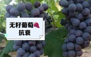 无籽葡萄是怎么种出来的_无籽葡萄有营养吗
