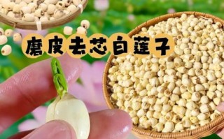 莲子怎么煮_莲子去芯技巧