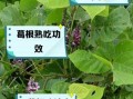 野生葛根的作用与功效_野生葛根怎么吃效果最好