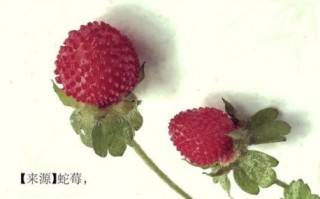 蛇莓的功效与作用_蛇莓怎么吃才安全