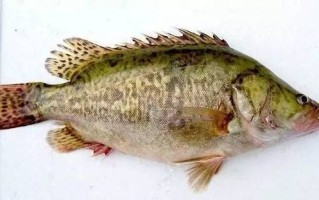 臭鳜鱼读音是什么_臭鳜鱼怎么读才正宗