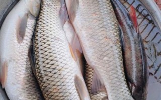 草鱼图片大全_草鱼高清图片怎么拍