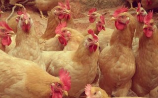 三黄鸡图片大全_三黄鸡长什么样