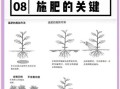 蔬菜种植技术大全_如何科学轮作与施肥