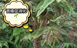 香椿的功效与作用_香椿的药用价值有哪些