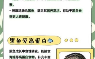 黑鱼吃什么食物为主_黑鱼最爱吃什么