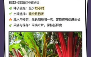 叶菜类蔬菜图片大全_如何快速识别常见品种