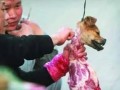 杀狗图片_杀狗图片是否违法