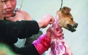 杀狗图片_杀狗图片是否违法