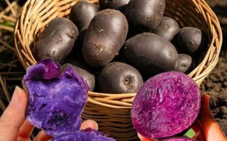 黑土豆的做法_黑土豆怎么吃