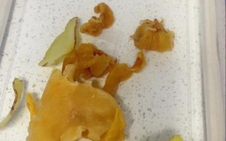 花胶怎么泡发_花胶最简单的吃法