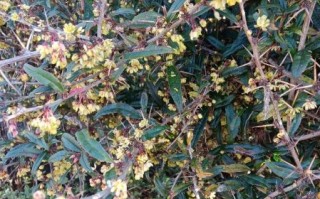 豪猪刺有什么药用价值_豪猪刺能治疗哪些疾病